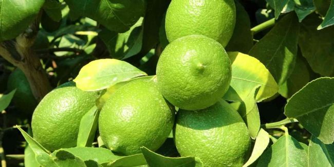 LİMONUN BAŞKENTİNDE HASAT ZAMANI | SUN RTV | Mersin